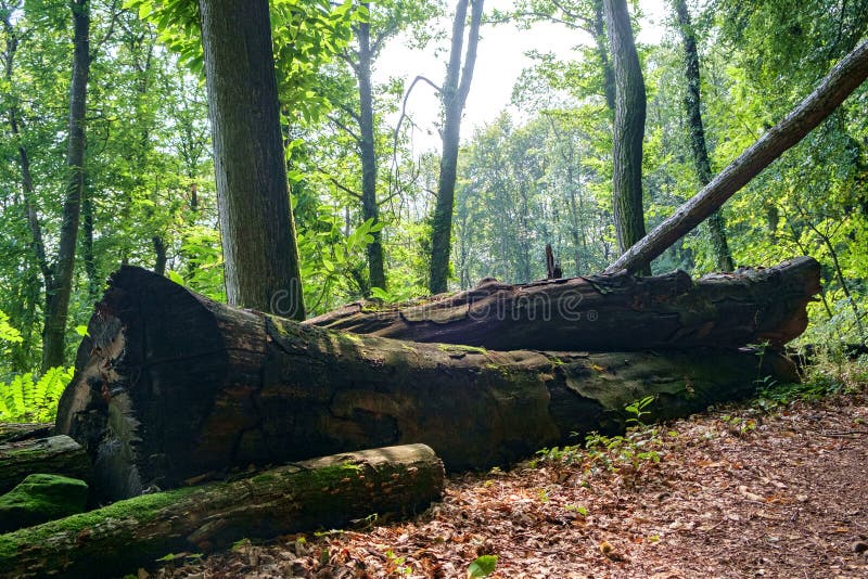 Summer Woods stock photo. Image of pfalz, wild, landscape - 108662736