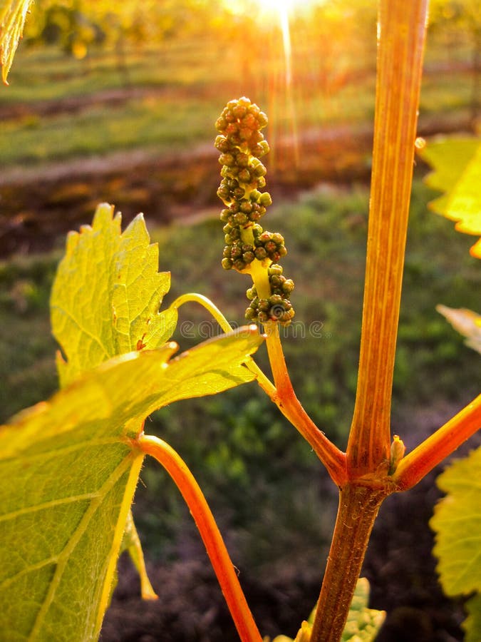 Grape Growth In Multiple Images Of Vineyard Stock Image - Image of ...