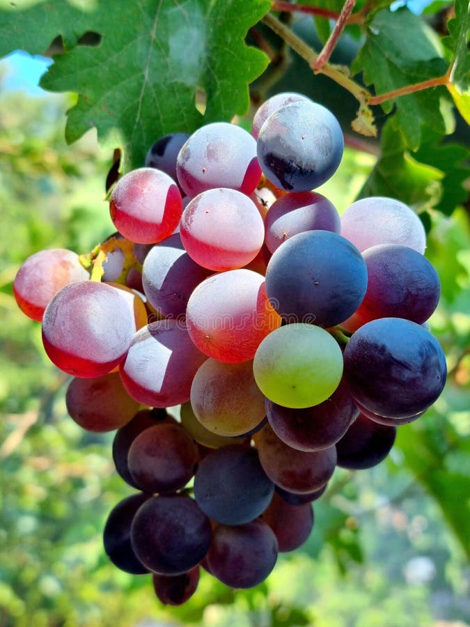 Sunlit Grape Bunch on Blurred Background of the Green Leaves Stock ...