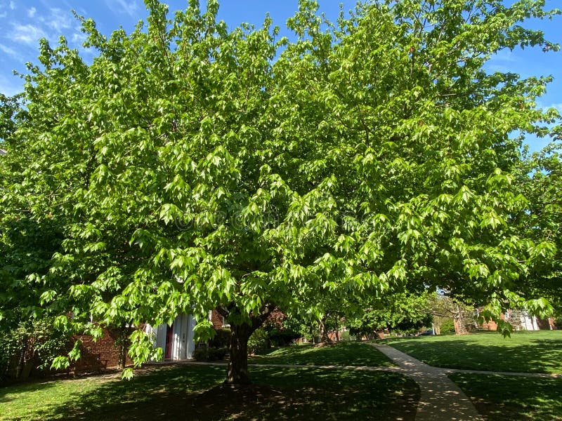 Sunlit Green Leaf Tree in Spring in April Stock Image - Image of ...