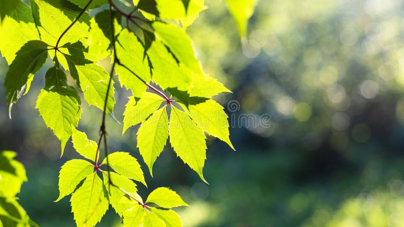 Sunlit Green Leaves and Blurred Green Background Stock Photo - Image of ...
