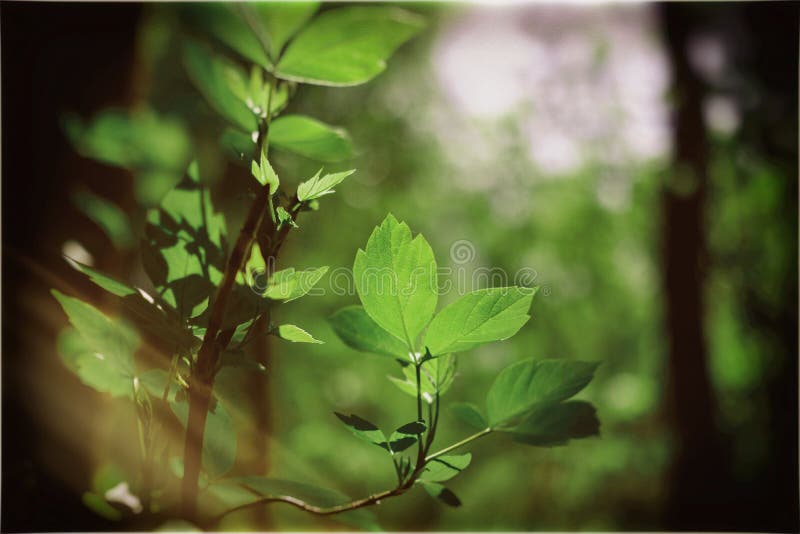 Sunlit Green Leaves / Plants Stock Photo - Image of beautiful, sunlit ...