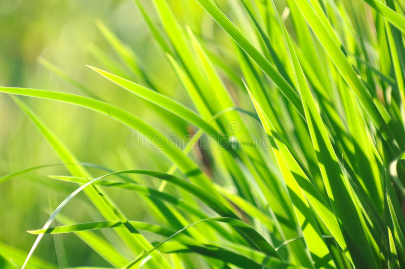 Sunlit Green Summer Grass stock photo. Image of nature - 25061104