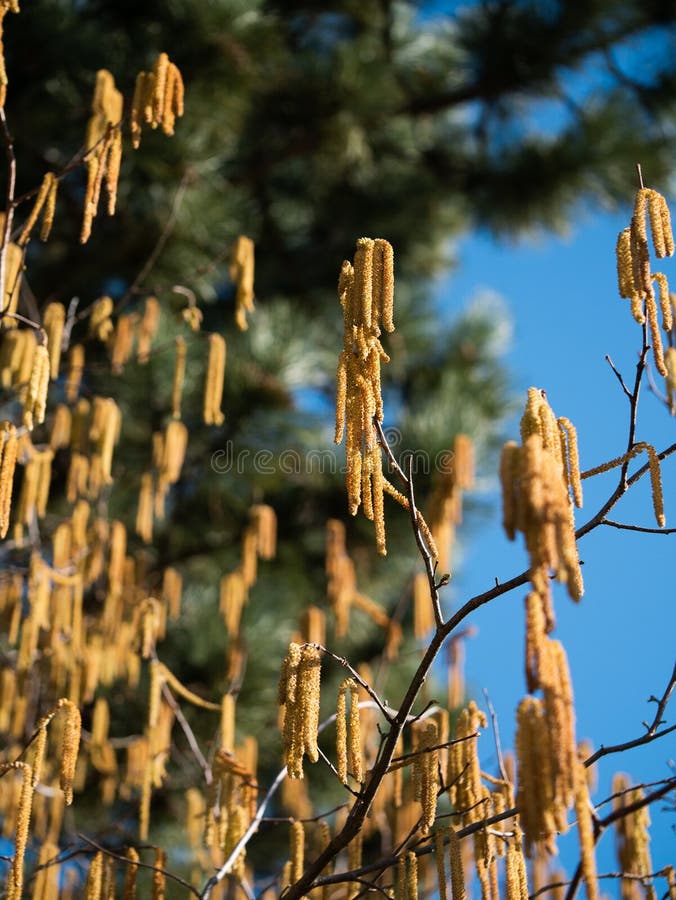 Sunlit Hazelnut Blossom on it S Tree in Spring. Stock Photo - Image of ...