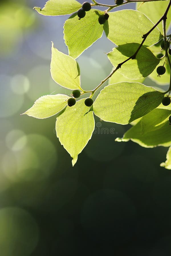 Sunlit Leaves on Blurred Background Stock Image - Image of green ...