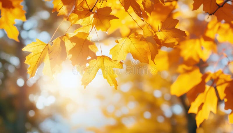 Sunlit Leaves Dangle from a Tree, Showcasing Nature S Beauty and ...