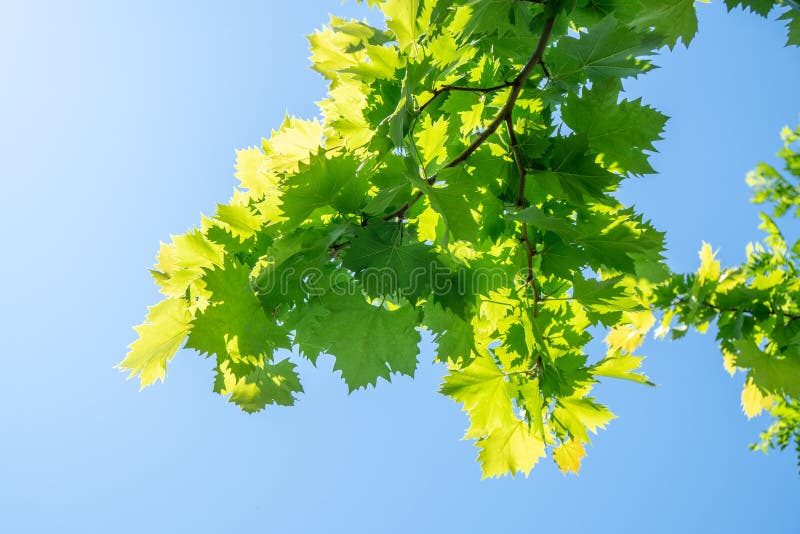 Sunlit Leaves of Sycamore As Natural Background Stock Photo - Image of ...