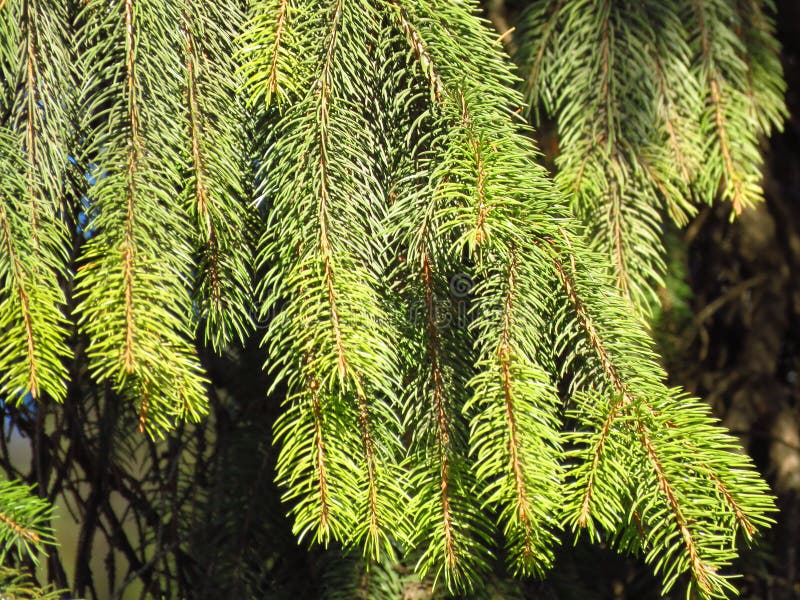 Norway Spruce Abies Abies Sunlit Light Green Pine Tree Branches and ...