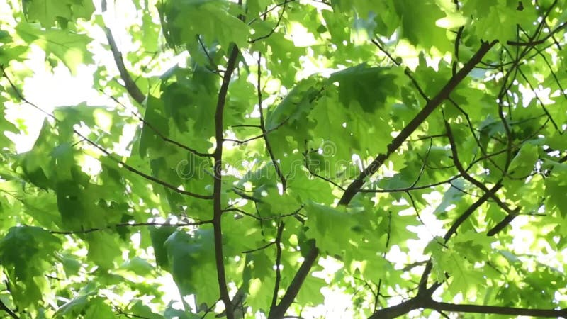 Sunlit Maple Canopy with Dramatic Light Beams through Dense Foliage ...
