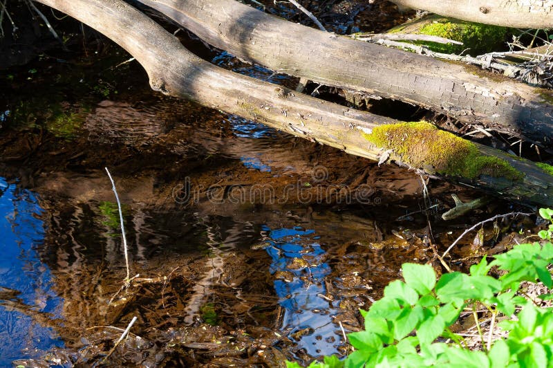 River Reflection Sunlit Forest Tranquil Scene Nature Photography Stock ...