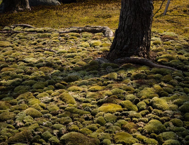Sunlit moss garden stock image. Image of beautifully - 45801257
