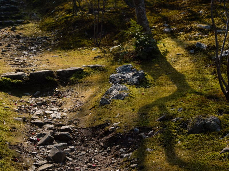 Sunlit moss garden stock photo. Image of shade, shaded - 45504386