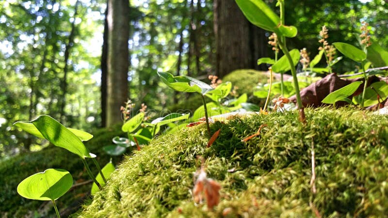 Sunlit Moss in Summer Forest Stock Photo - Image of foliage, tree: 74685968