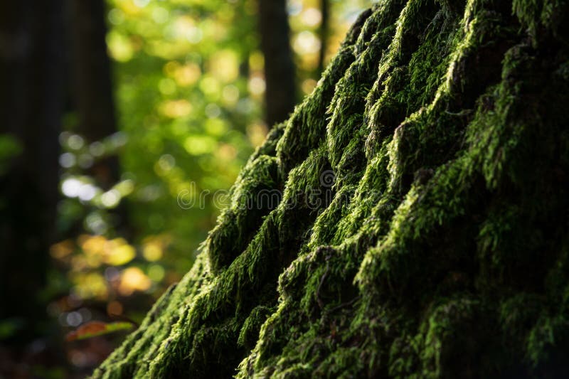 Sunlit Moss on Tree Root Close Up Stock Image - Image of bark, leaves: 376160575