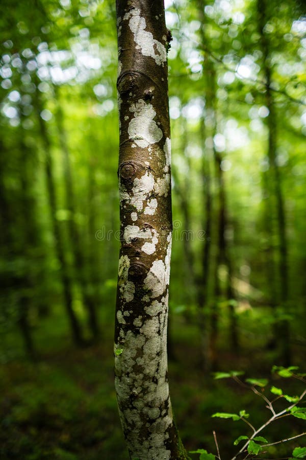 Sunlit, Mottled or Spotted Thin Three Trunk in a Forest. Close Up Shot ...