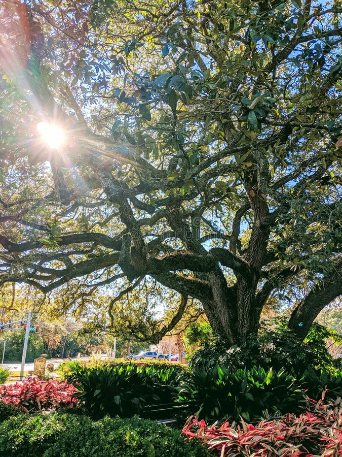 Sunlit Oak Tree in Myrtle Beach Sc Stock Image - Image of deciduous ...