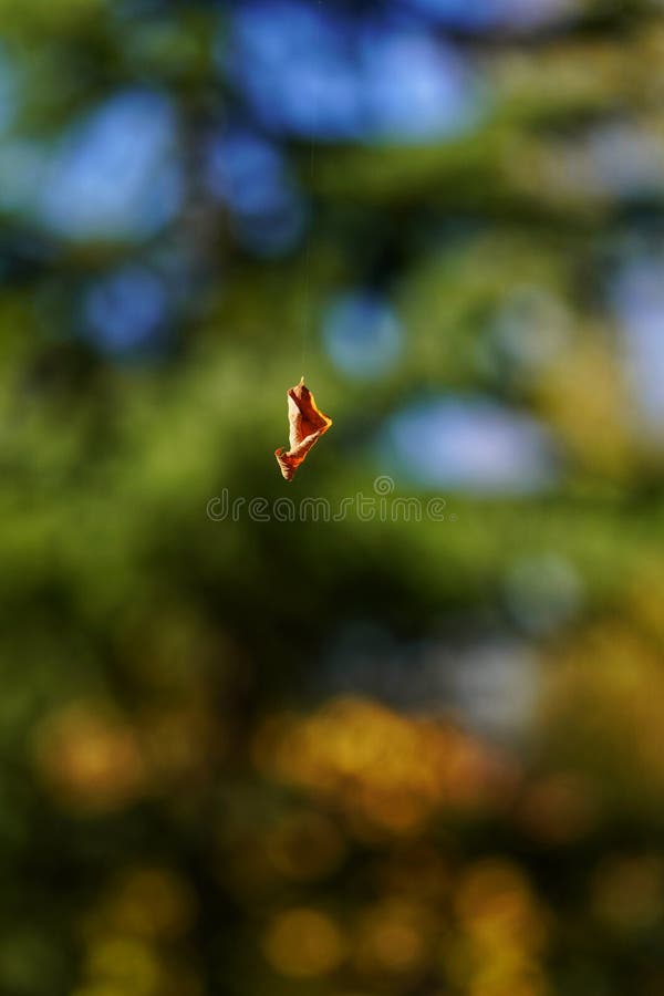 Sunlit Orange Leaf Float Suspended in the Air Stock Image - Image of ...