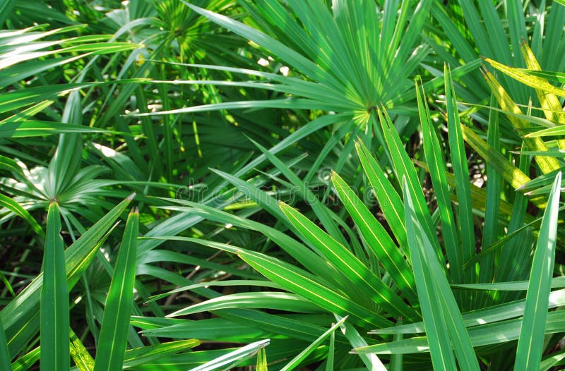 Sunlit Palm Frond Background Stock Image - Image of backlit, nature ...