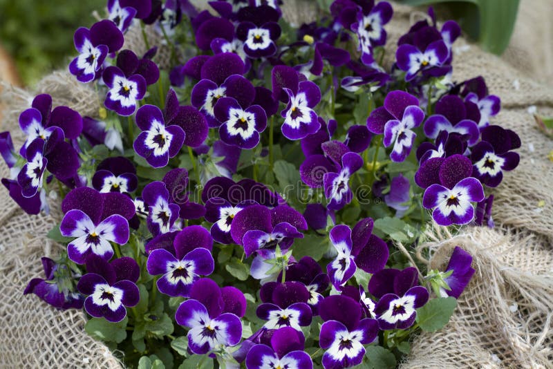 Sunlit Pansy Flowers Lit by the Spring Sun Stock Photo - Image of ...
