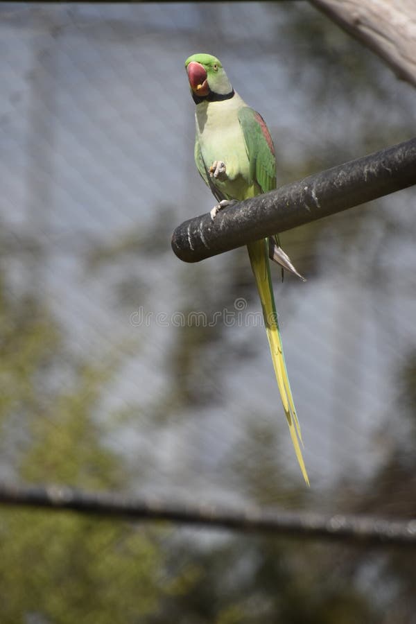 The Parrot Stands on One Leg Stock Image - Image of branch, animal ...
