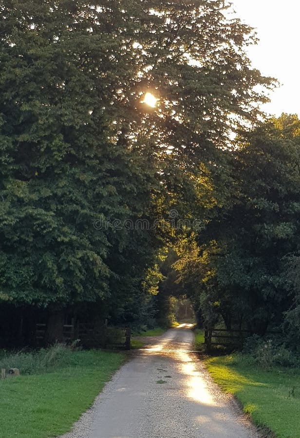 Sunlit Path stock image. Image of scenic, beautiful, sunlit - 59653209