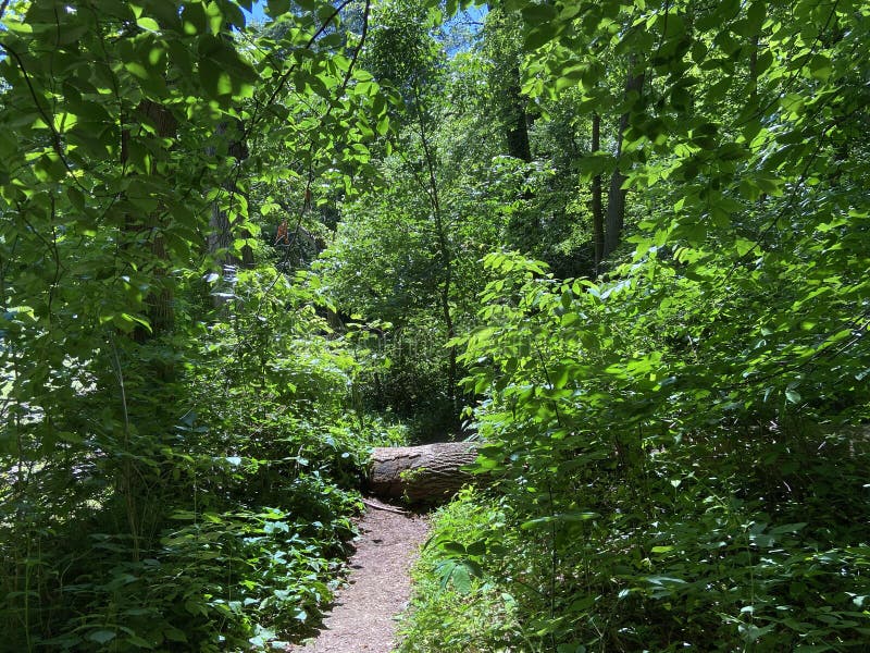Sunlit Path in the Forest in Spring in May Stock Photo - Image of ...