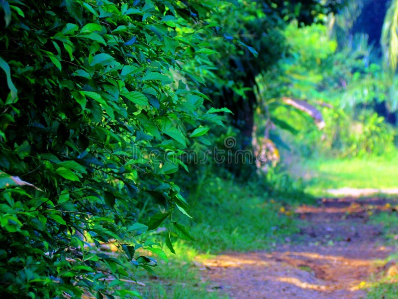 A Sunlit Path through a Lush Green Forest Stock Photo - Image of path, forest: 388998414