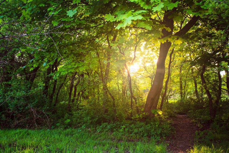 Sunlit Path through Small Woods in Spring Stock Image - Image of growth ...