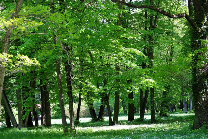 Sunlit Path through Spring Forest Stock Image - Image of grass, leaves ...