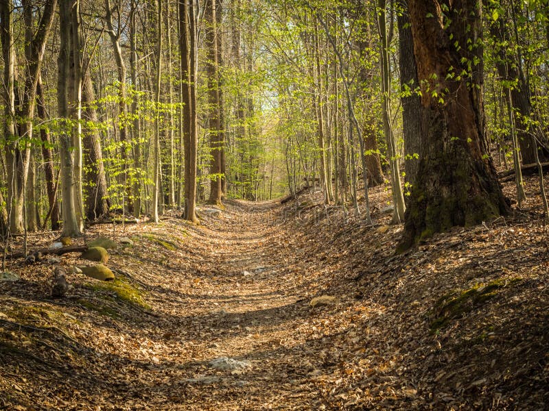Sunlit Path through Spring Forest Stock Image - Image of scene, sunny ...