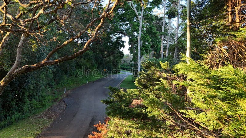 Sunlit Path Winding through a Forest with Trees Casting Shadows. Stock ...