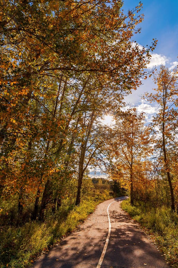 Sunlit Pathway Glowing Over a Fall Forest Stock Image - Image of ...
