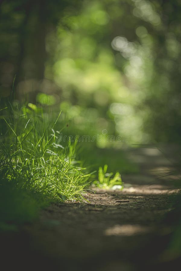 Sunlit Pathway in a Lush Green Forest.. Stock Image - Image of foliage ...
