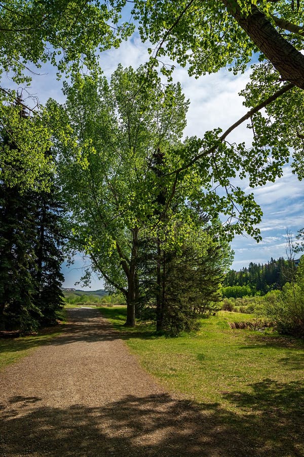 Sunlit Pathway through a Summer Forest Stock Image - Image of tree ...