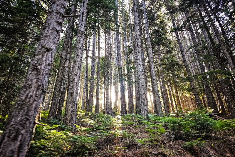 Sunlit Photos that they Forcefully Take among the Trees of the Forest ...