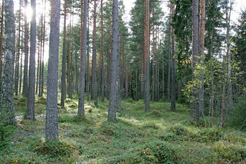 Sunlit Pine Forest with Green Shrub Stock Image - Image of shade ...