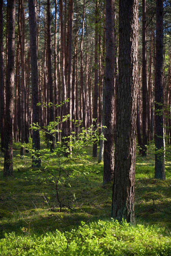 Sunlit Pine Forest with Young Growth Stock Photo - Image of woods ...