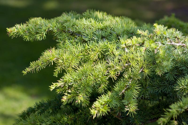 Conifer stock image. Image of green, spiky, spring, tree - 28227935