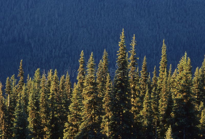 Sunlit pine trees stock image. Image of mountain, pacific - 13614359