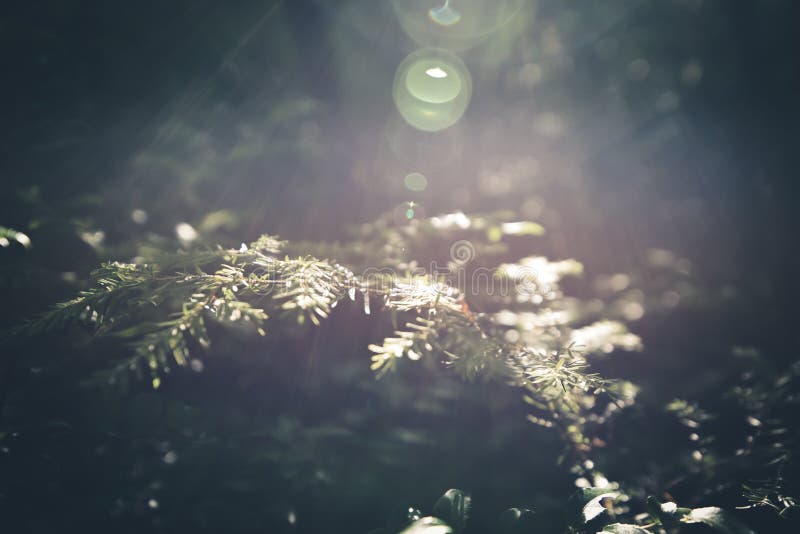 Sunlit pines. stock image. Image of growth, spring, environment - 79810031