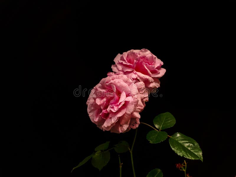 Sunlit Pink Roses on Black stock image. Image of flower - 146193545