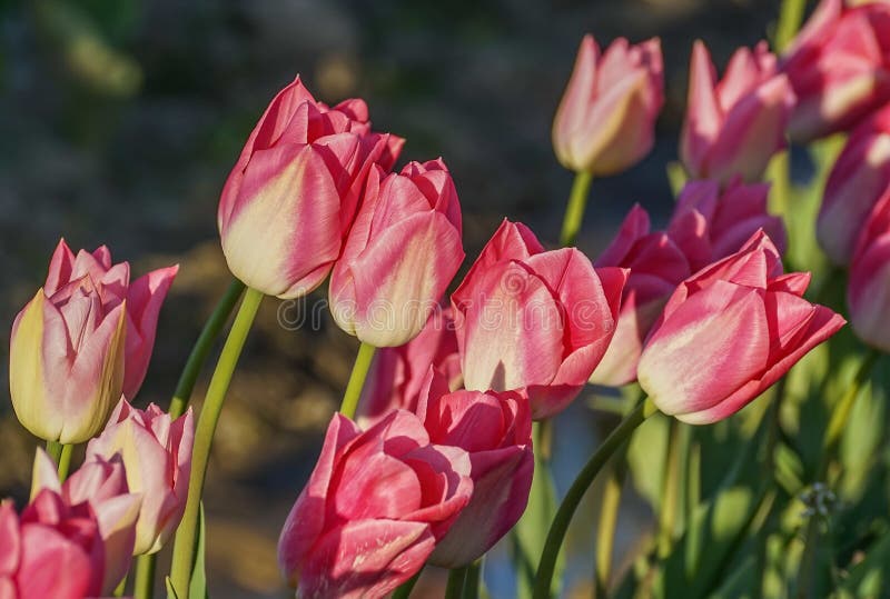 Sunlit pink tulips stock photo. Image of leaf, blooming - 39931968