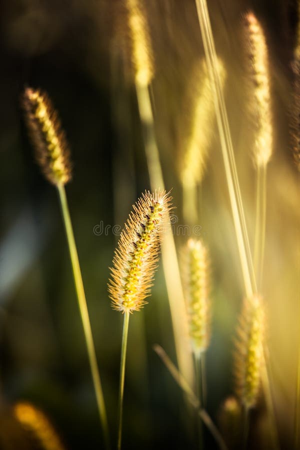 Sunlit Plume Grass in Natural Habitat Stock Photo - Image of plume ...