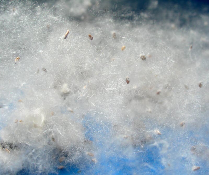 Texture Of Poplar Fluff On Blue Stock Image - Image of fibers, gray ...