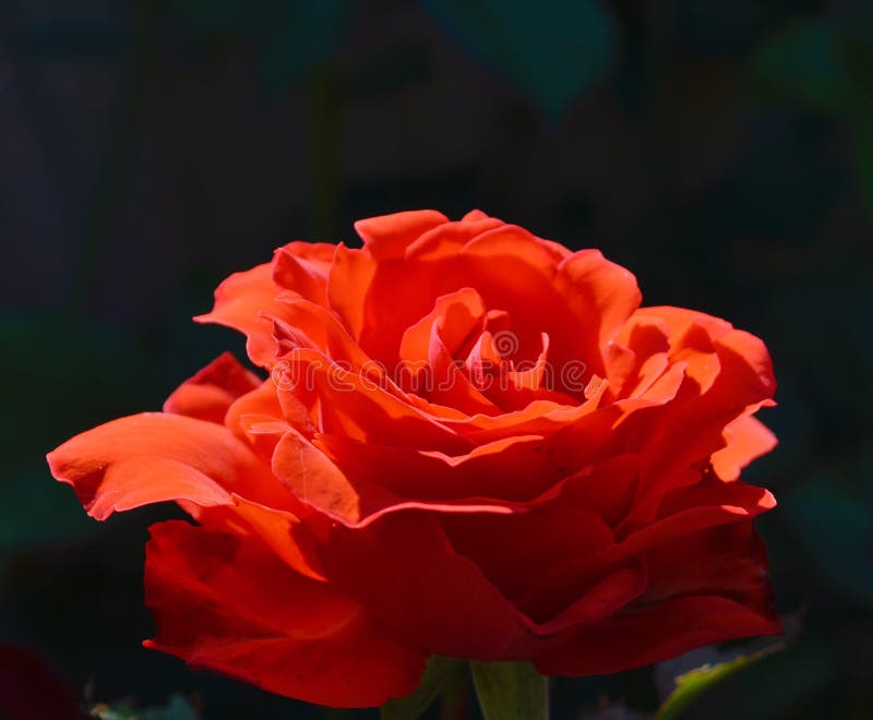 A sunlit red rose bloom. stock photo. Image of flower - 155925912