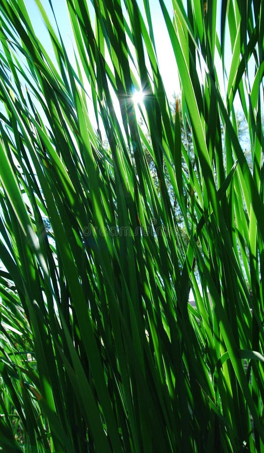 Sunlit Reeds stock image. Image of tails, shadow, reeds - 10595909
