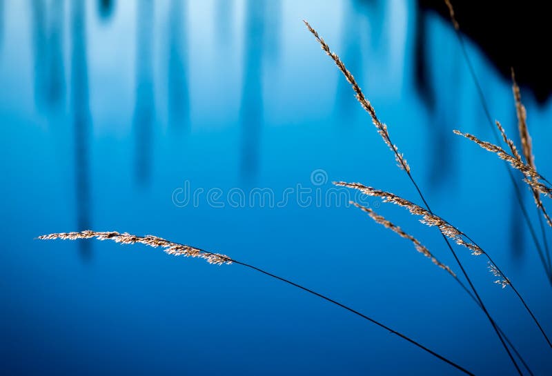 Sunlit reeds stock image. Image of reeds, reed, water - 50923251