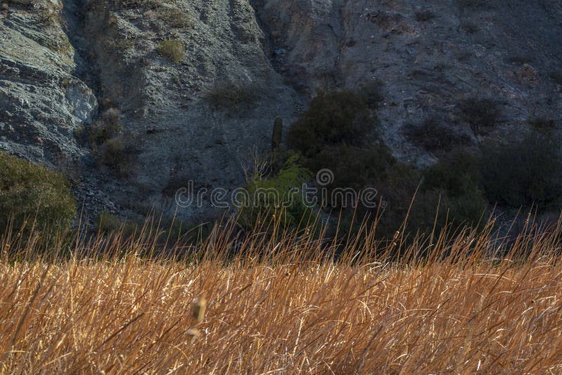 Sunlit Reeds on Shadows Background Stock Photo - Image of grass, green ...