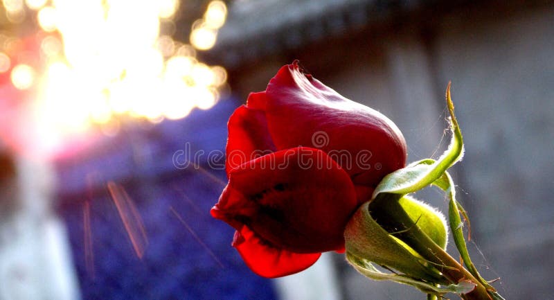 Sunlit Rose stock image. Image of visible, sunlit, falling - 45347595