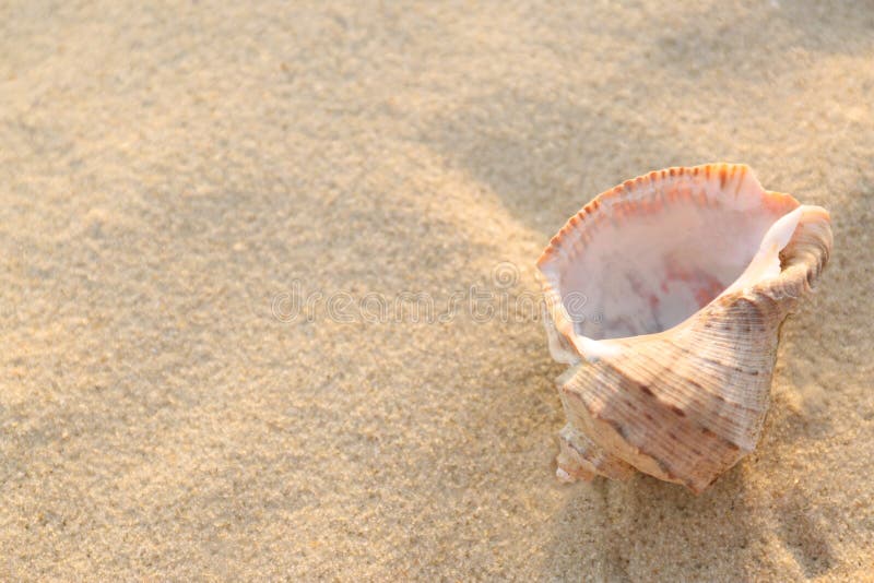 Sunlit Sandy Beach with Beautiful Seashell on Summer Day Stock Photo ...